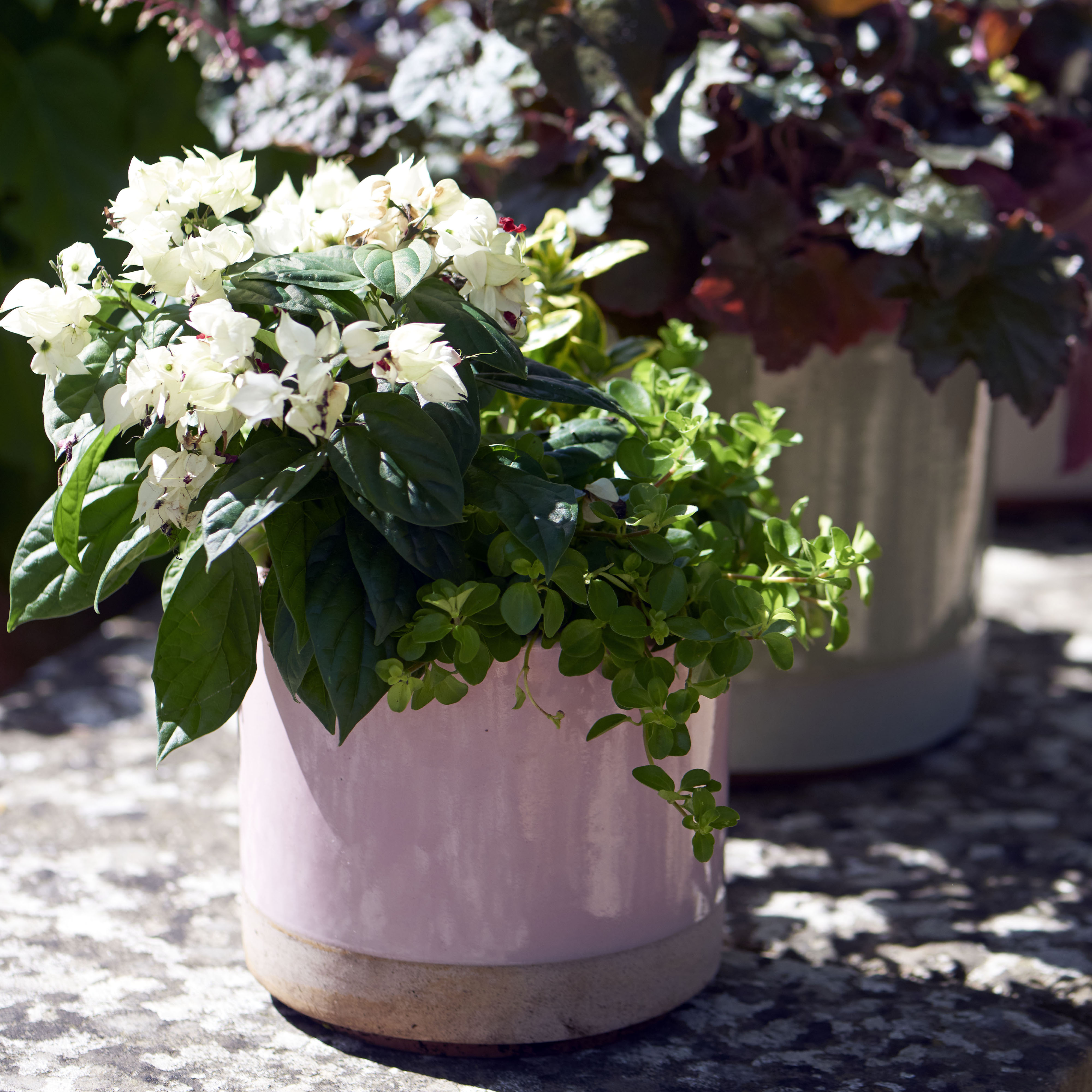Pastel Pots | Woodlodge Products