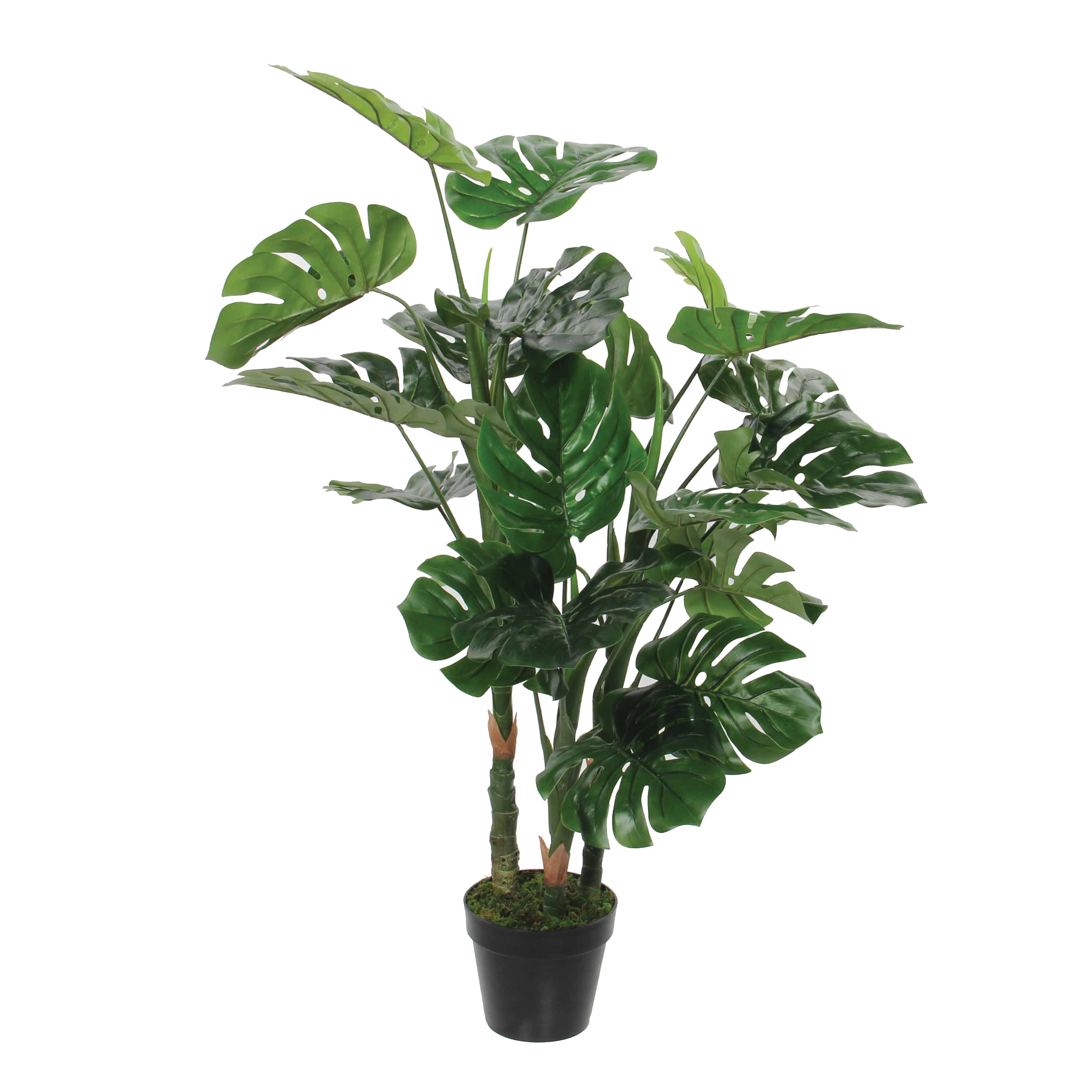 Monstera In Pot Green 100cm | Woodlodge Products